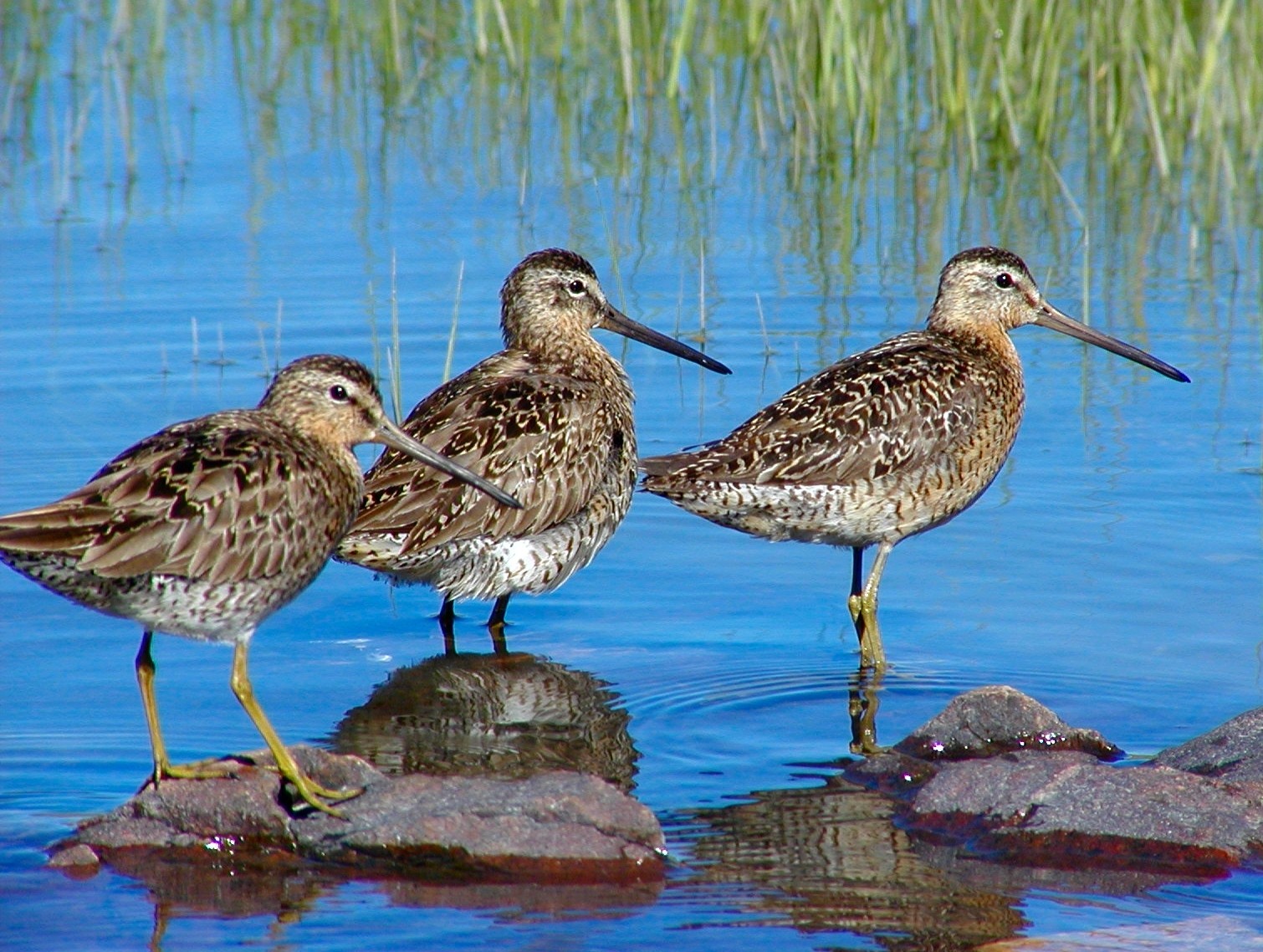 Short-billed Dowitchers | FWS.gov